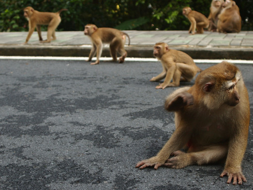 Monkey Hill - fannypack travel